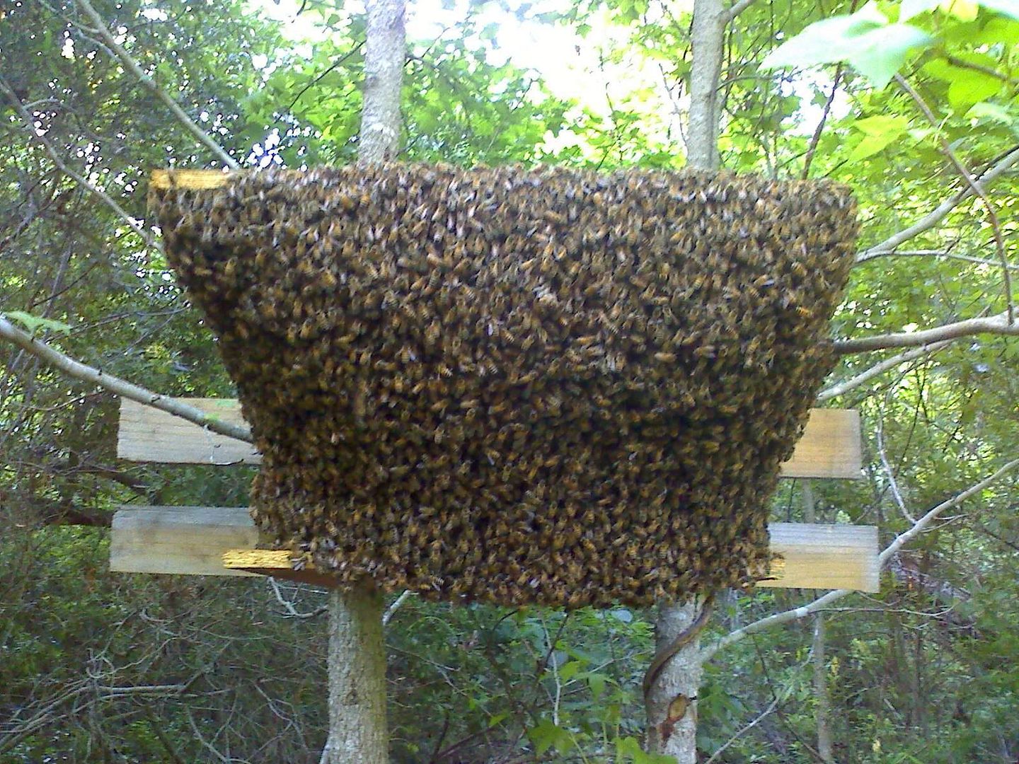 Swarm size/volume=what amount of bees?? | Beesource Beekeeping Forums