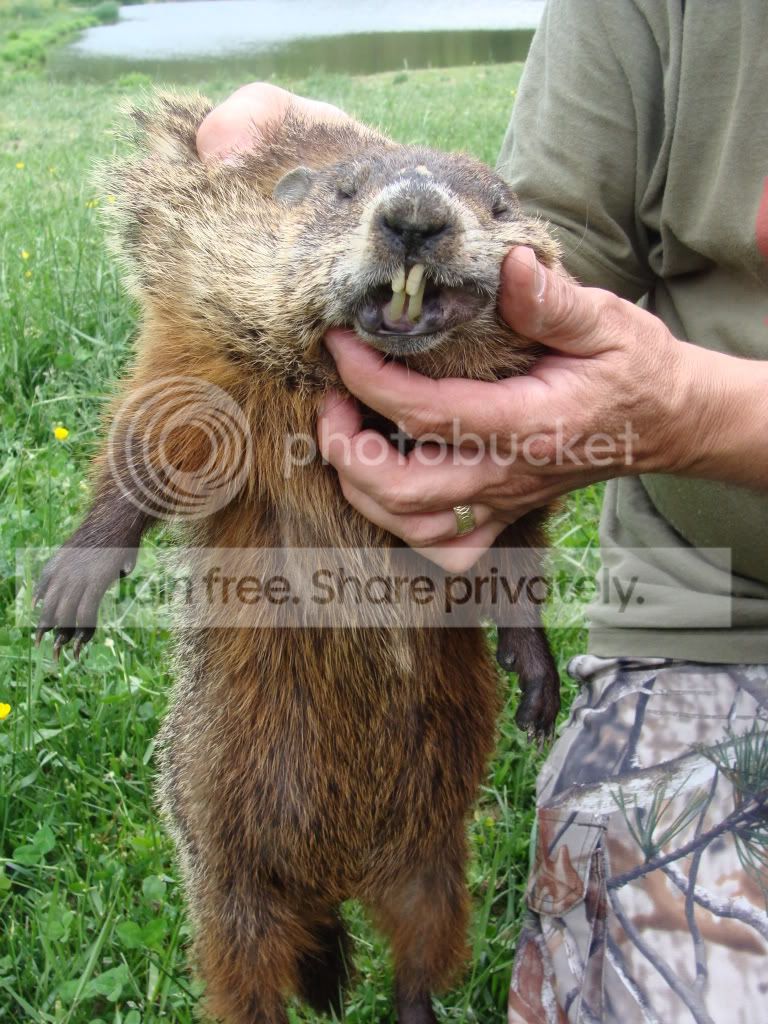 Groundhog | East Tennessee Fishing Forums